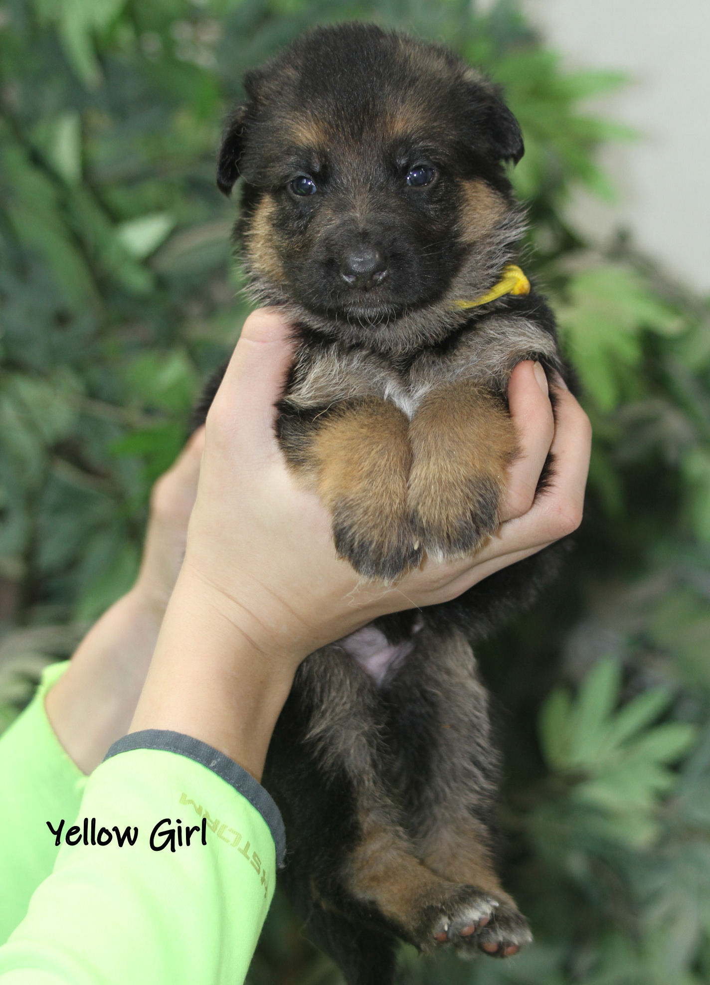Yellowgirl | Valiant Shepherds